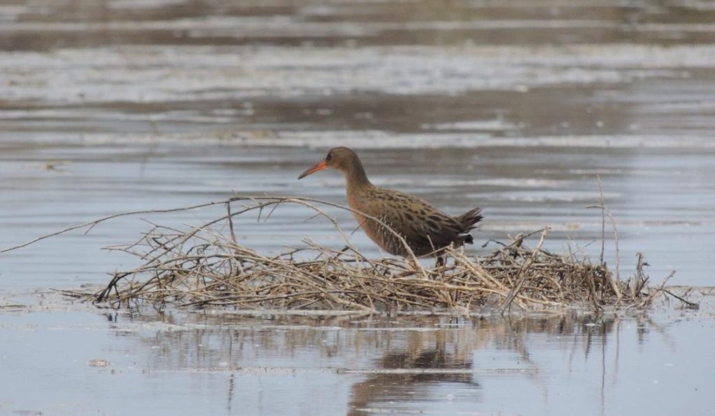 Tools being developed to evaluate resiliency of coastal wetlands to sea ...