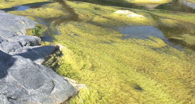 Study investigates how to set site-specific eutrophication thresholds ...
