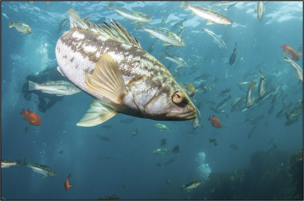 Webinar series highlights eDNA methods, applications for environmental ...