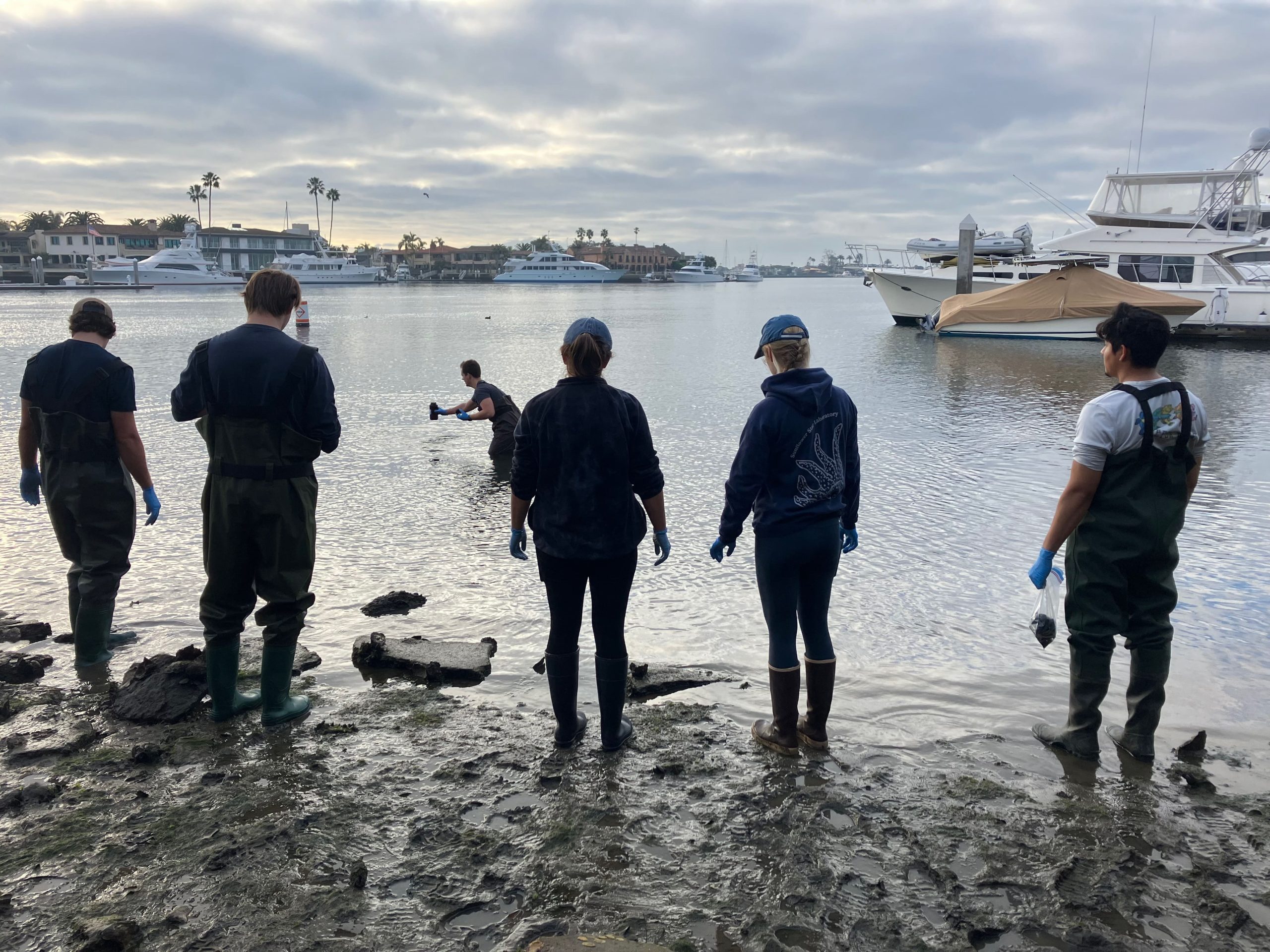 Bight ’23 shellfish study to benefit 4 study elements - Southern ...