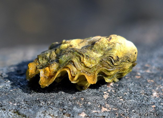 Bight ’23 shellfish study to benefit 4 study elements - Southern ...